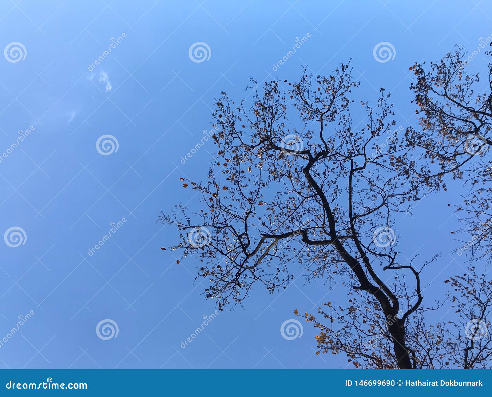 Beautiful Structure of Dried Big Tree with Bright Blue Summer Sky Stock ...