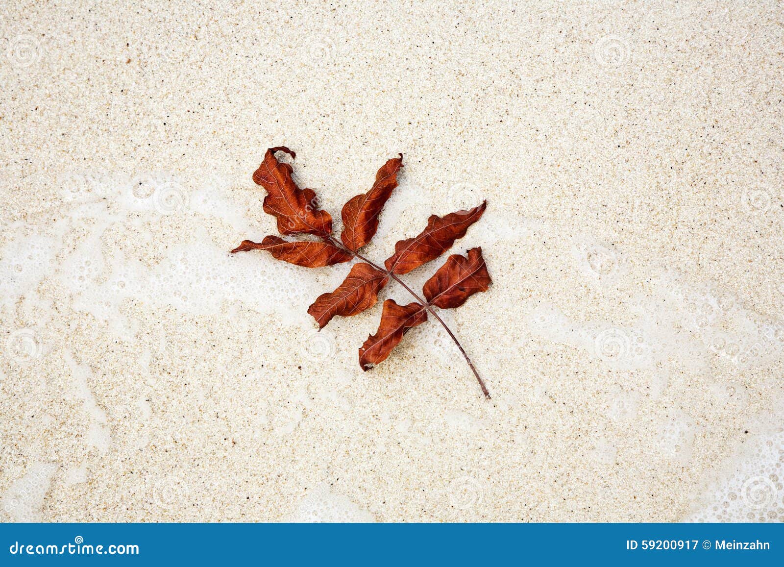 Beautiful Structured Leaves at the Beach Arranged by Nature in a Stock ...