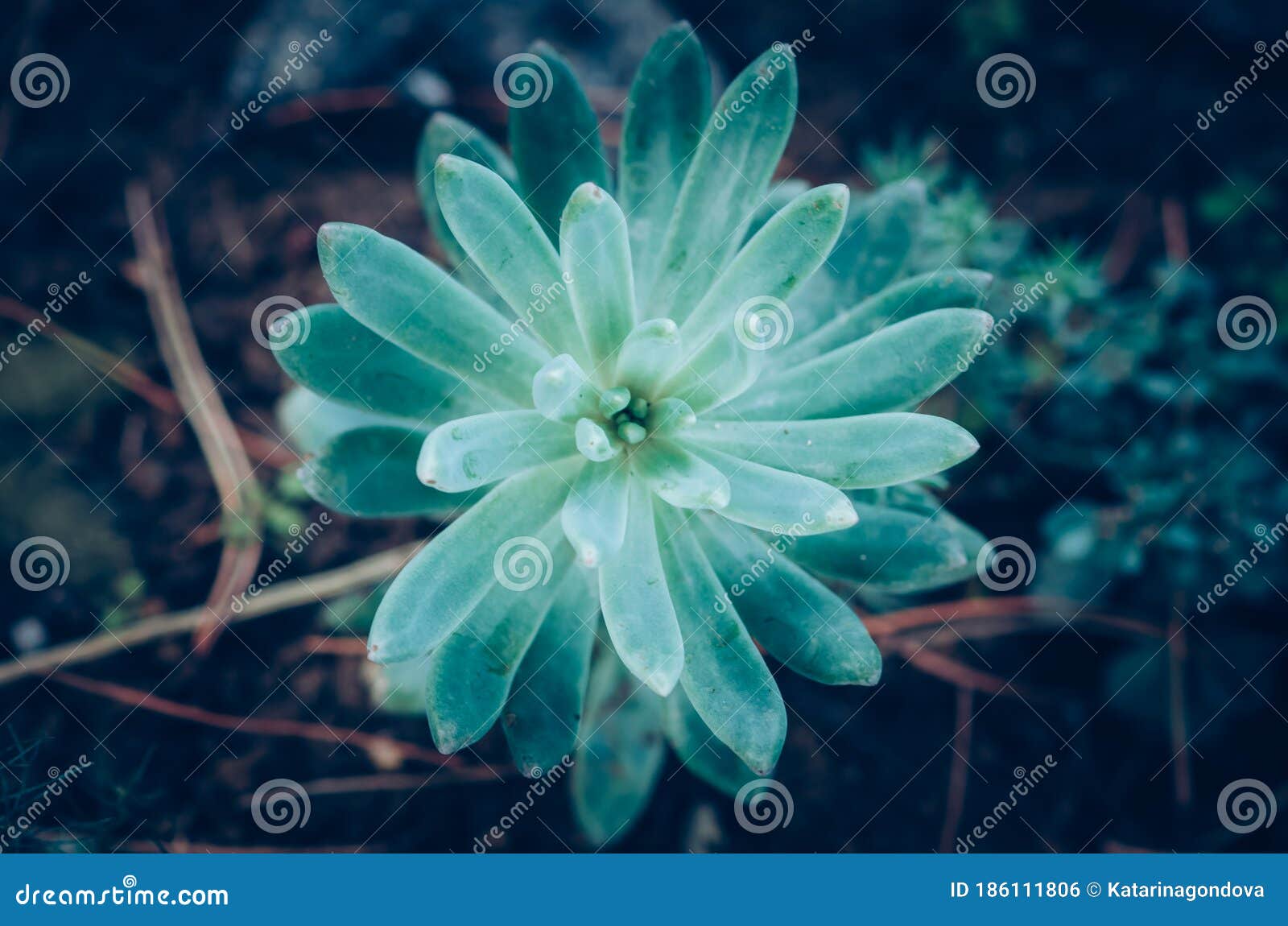 Beautiful Structured Regular Green Blue Rock Rose Stock Photo - Image ...