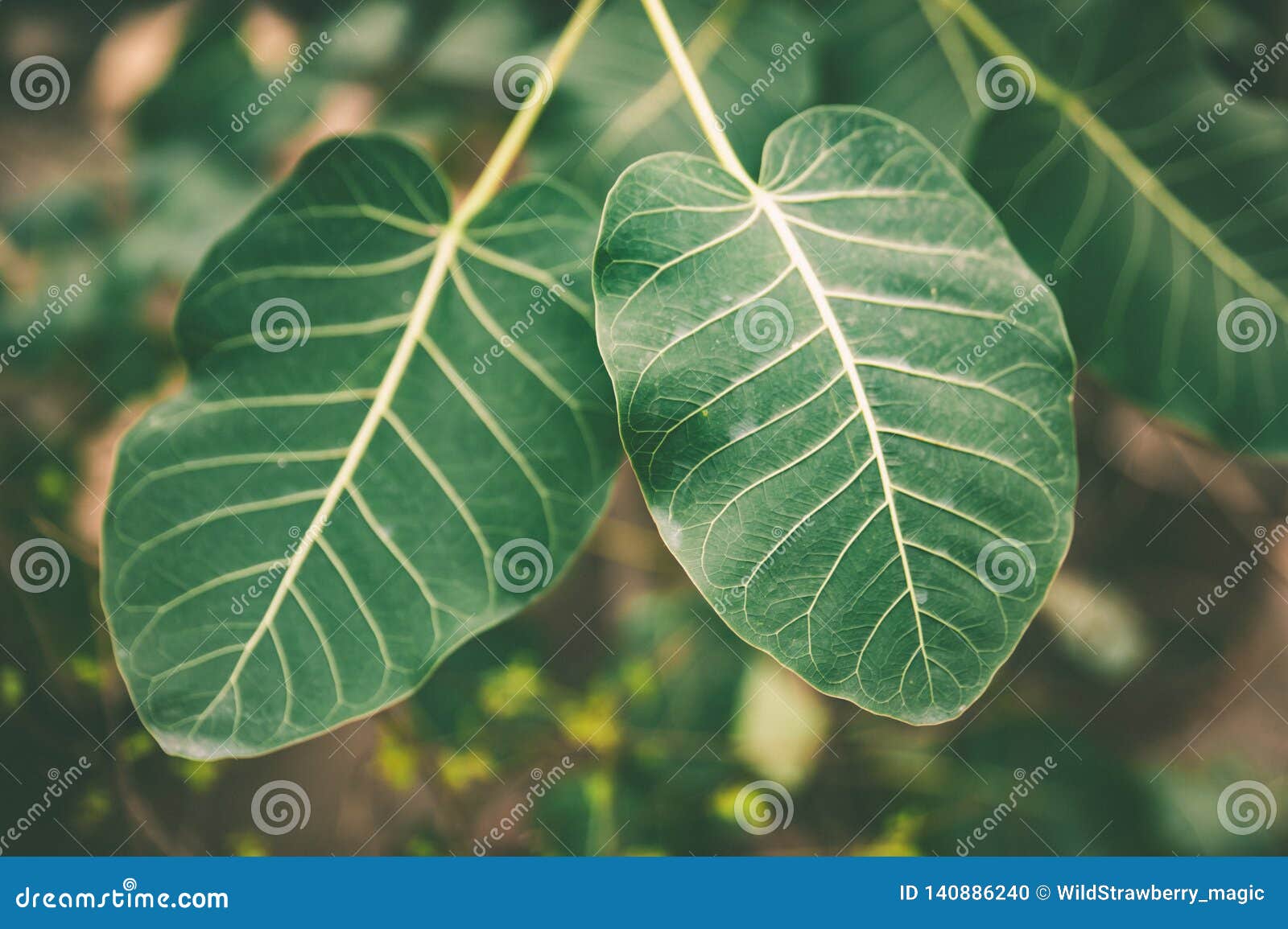 Beautiful Structured Tropical Leaves Background, Stylish Toned Eco ...