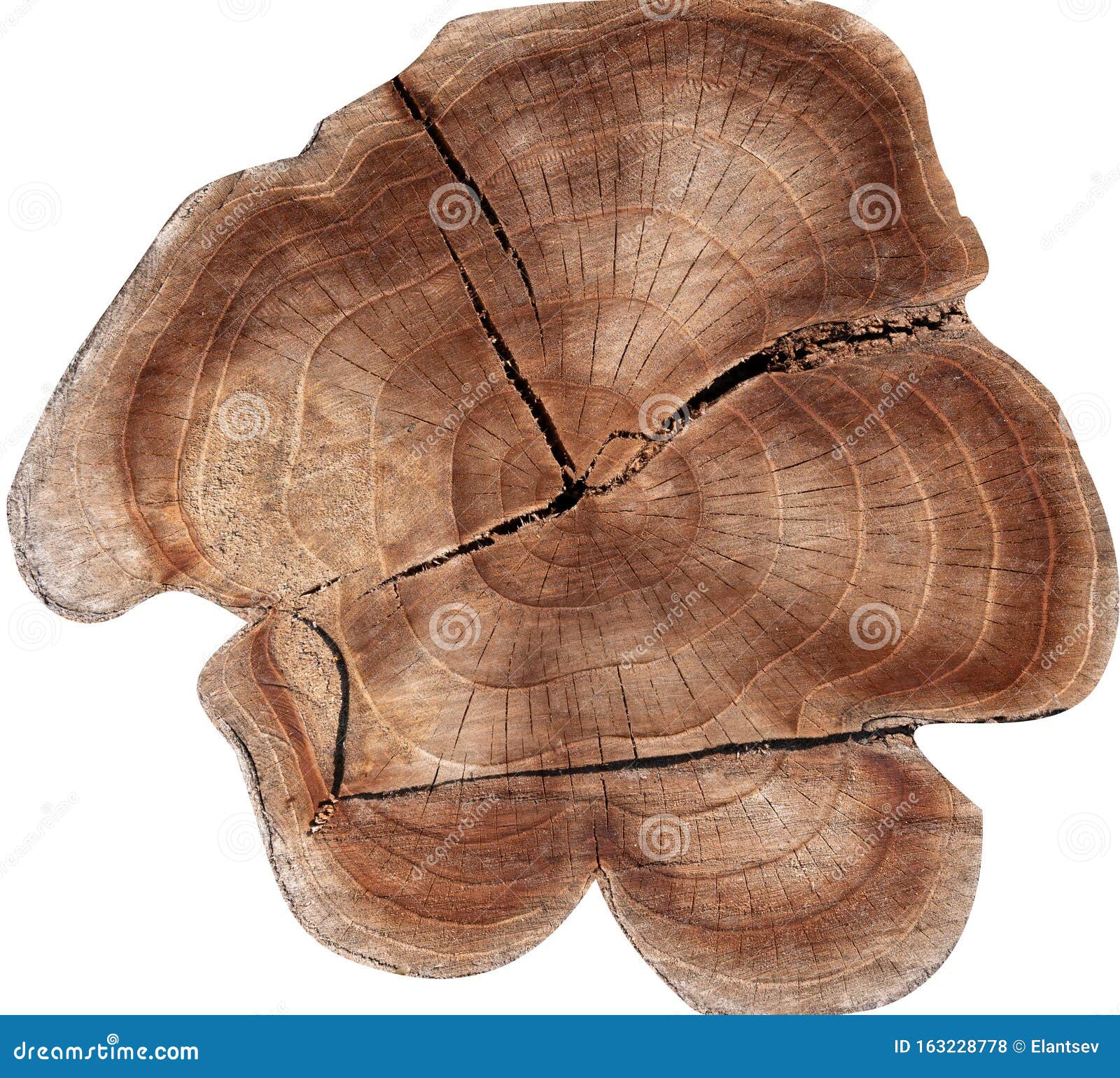 Beautiful Stump on White Background. Old Tree Stump Stock Photo - Image ...
