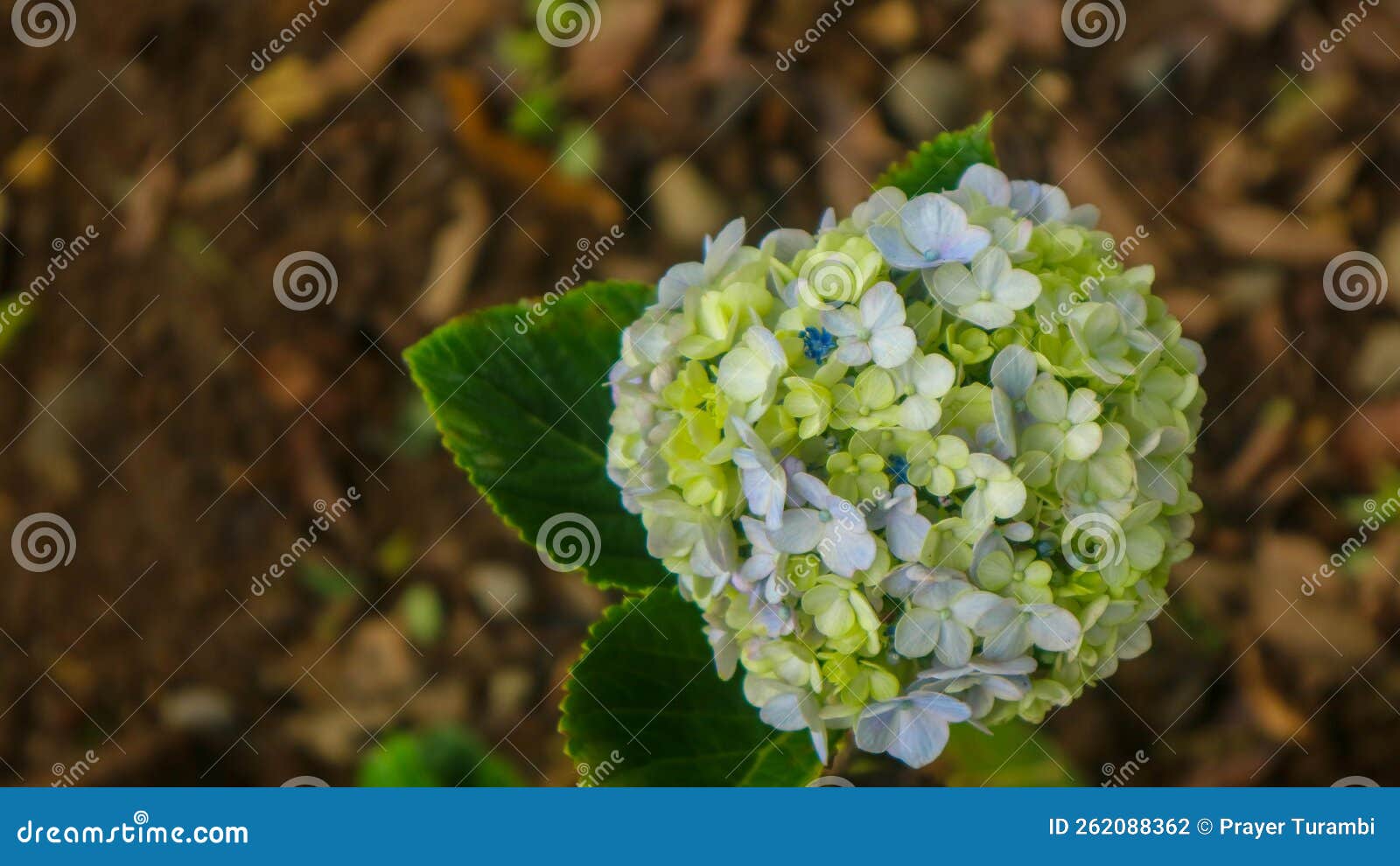 Beautiful and Stunning Green Hydrangea Stock Photo - Image of botanical ...