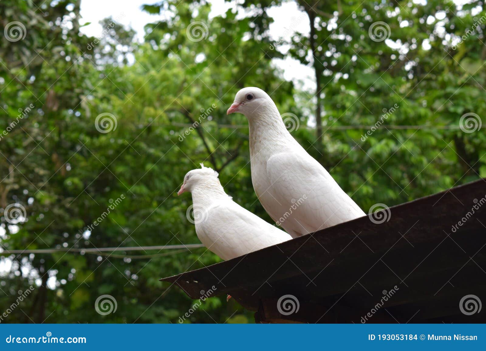 Beautiful Stunning Looking Couple Two White Piegon Stock Photo - Image ...
