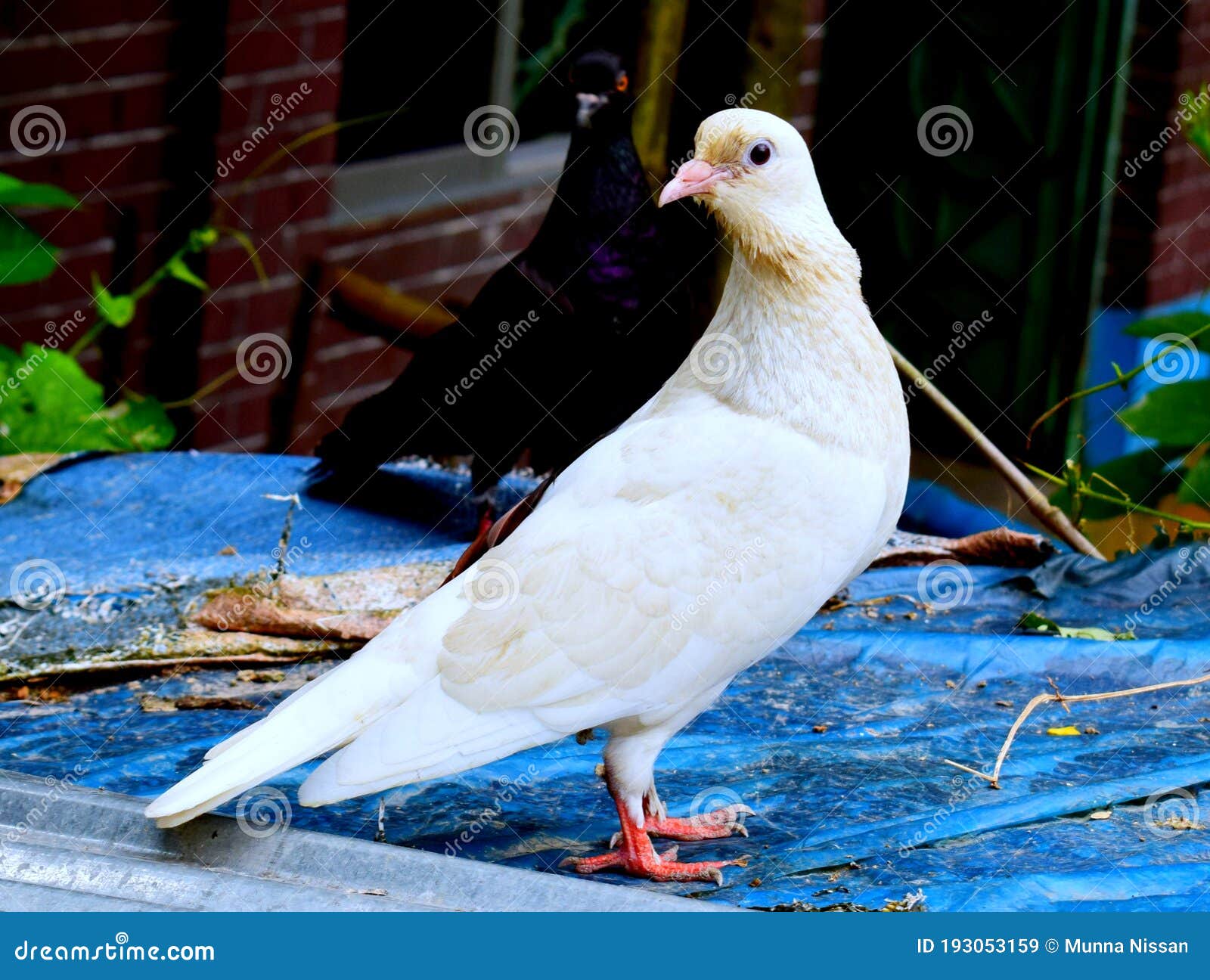 Beautiful Stunning Looking White Piegon Stock Image - Image of family ...