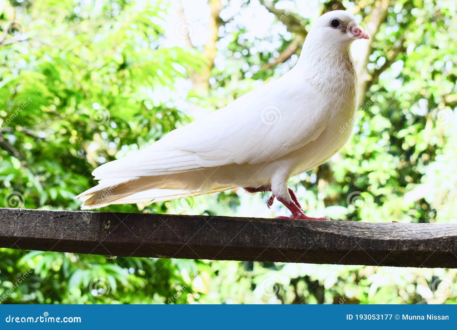 Beautiful Stunning Looking White Piegon Stock Image - Image of marriage ...