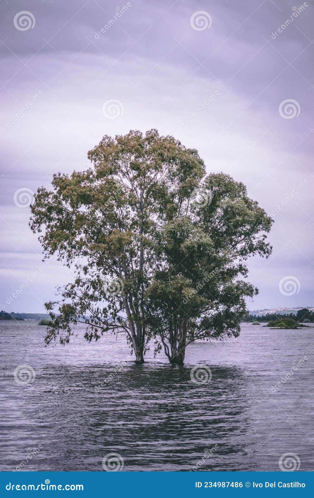 Beautiful Submerged Tree on a Dam. Stock Photo - Image of beach, grew ...