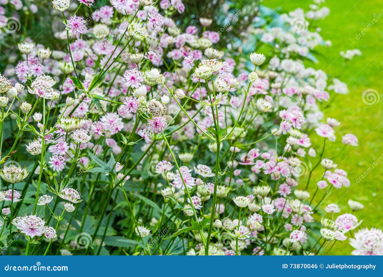 Beautiful, Subtle Flowers Blossom in the Garden Stock Photo - Image of ...