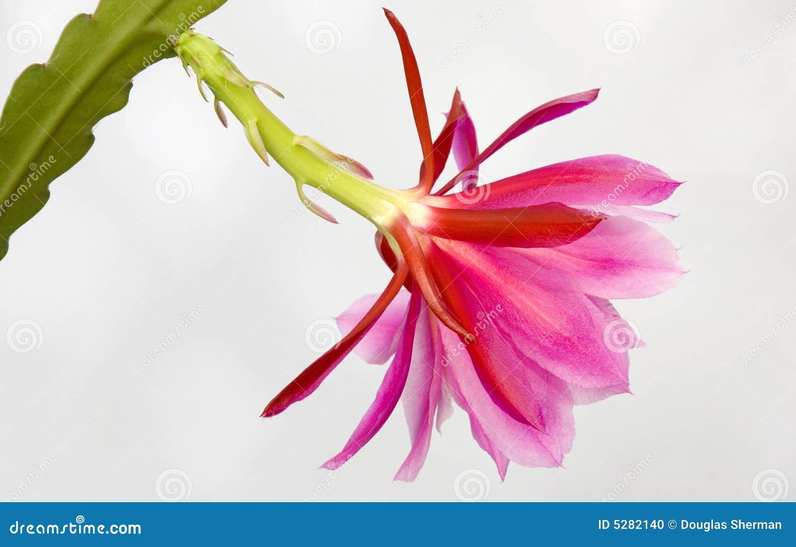 Beautiful Succulent Flower Back Stock Photo - Image of bloom, cacti ...