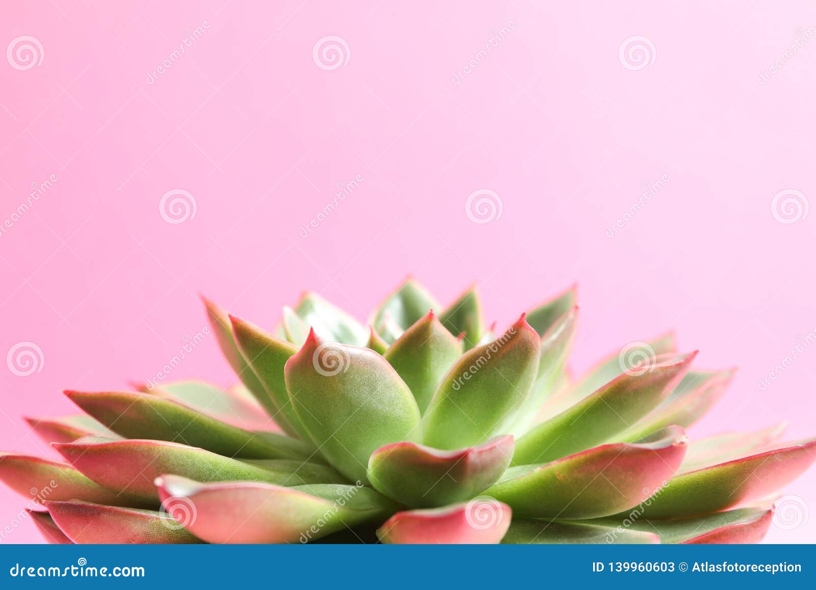 Beautiful Succulent Plant on Color Background Stock Image - Image of ...