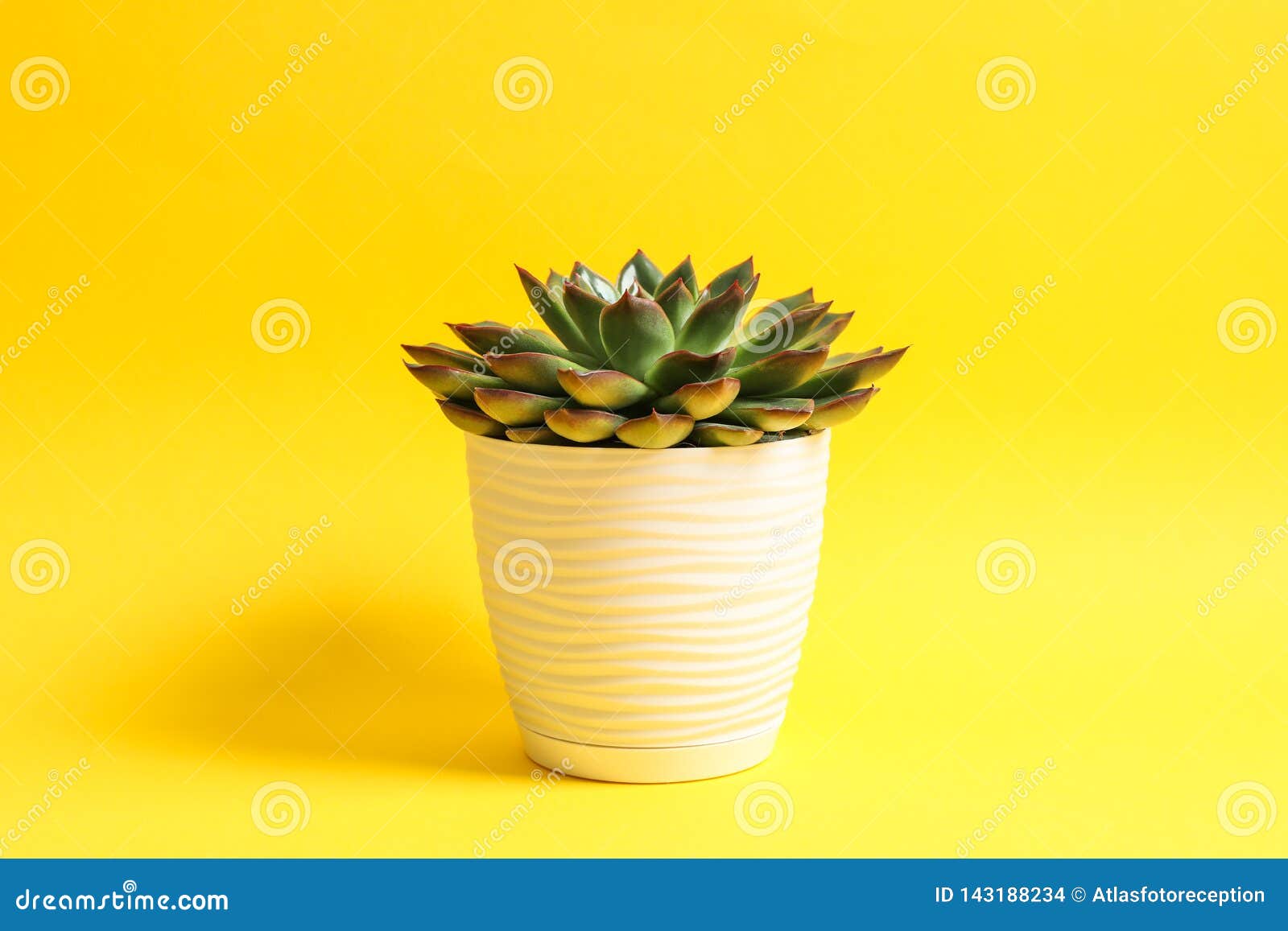 Beautiful Succulent Plant on Color Background Stock Photo - Image of ...