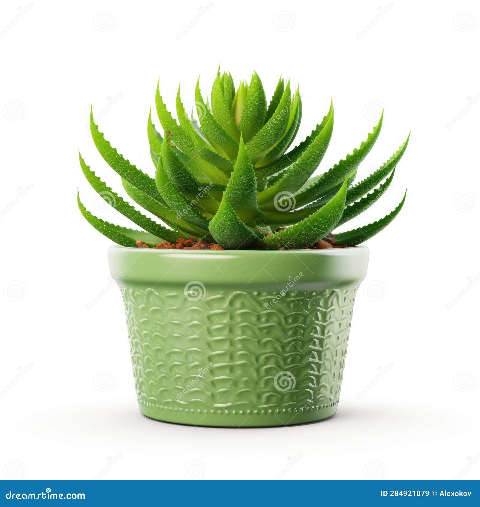 Beautiful Succulent Plant in Pot - Side View AI Generated Stock ...