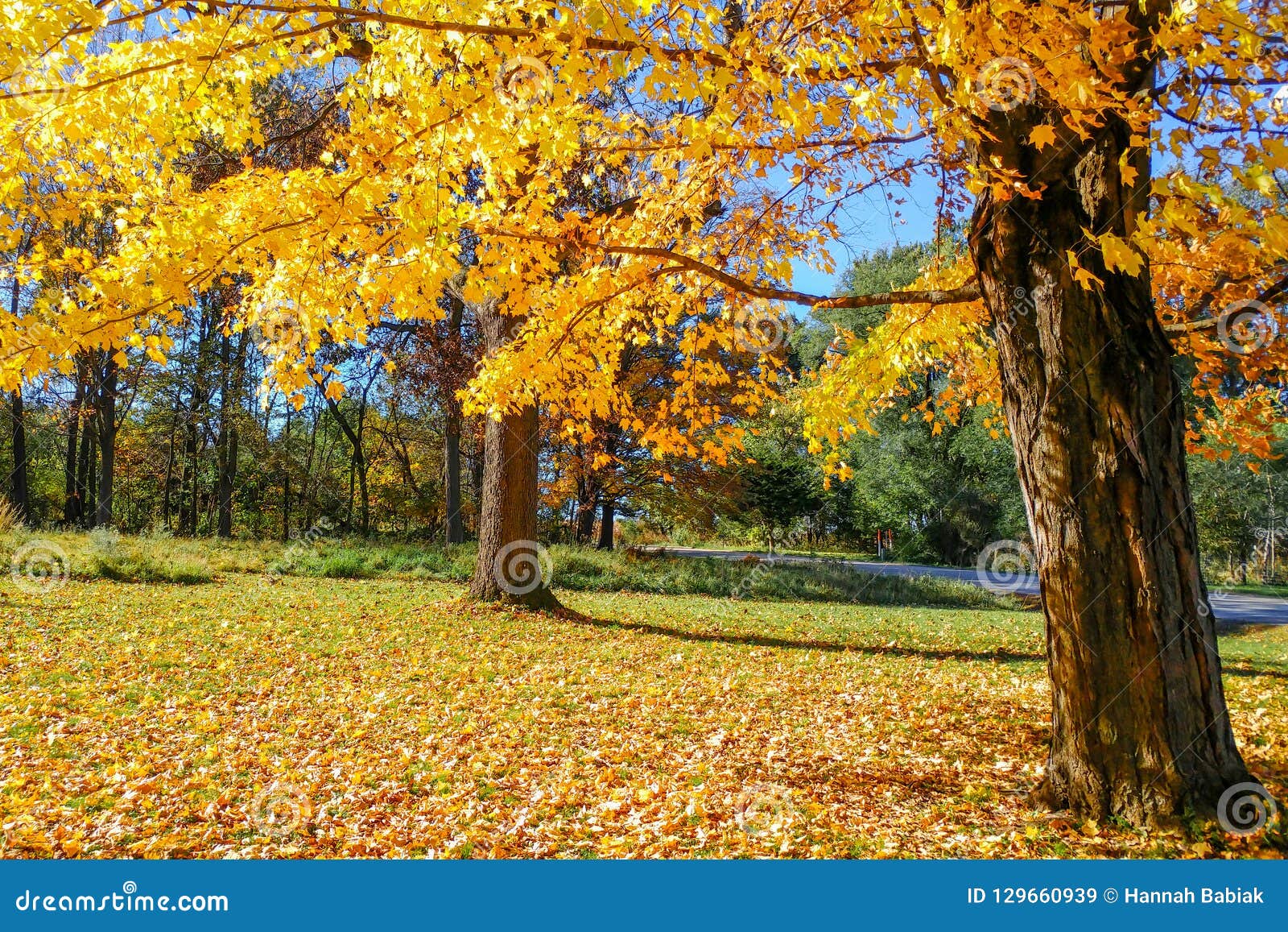 Beautiful Sugar Maple with Yellow Leaves Stock Image - Image of fall ...