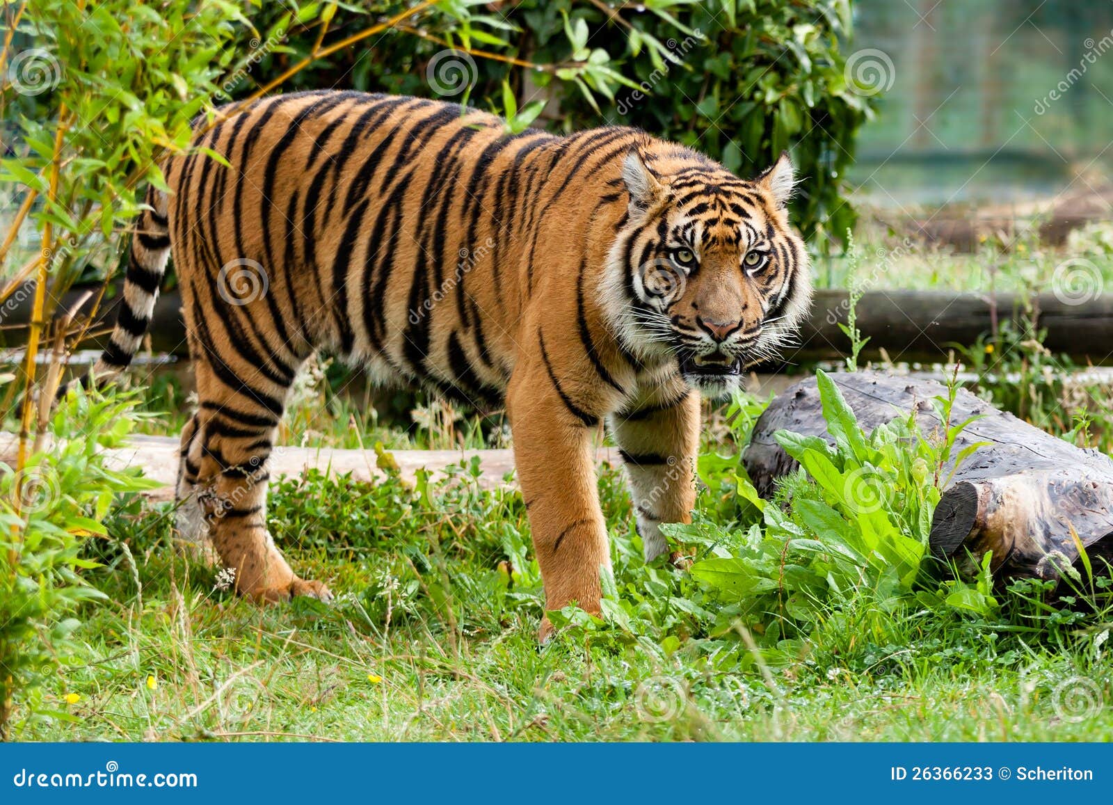 Beautiful Sumatran Tiger Growling in Greenery Stock Image - Image of ...