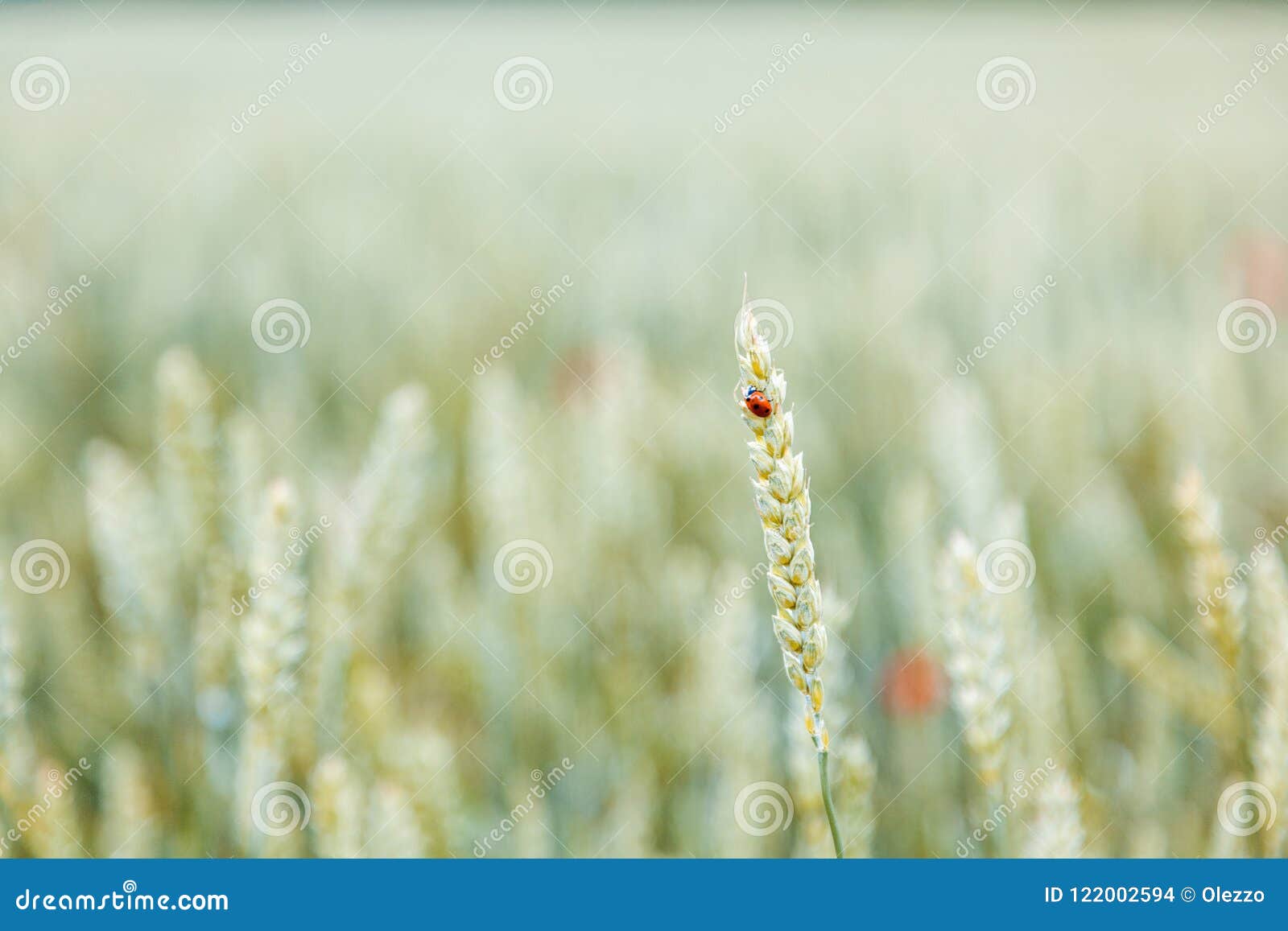 Beautiful Summer Background and Texture, Ladybug Sits on a Wheat Stock ...