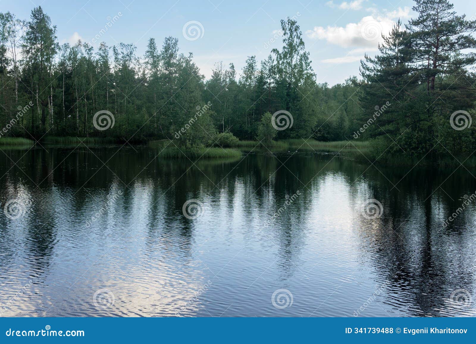 Beautiful Summer Calm Lake in Forest Stock Photo - Image of wetland ...