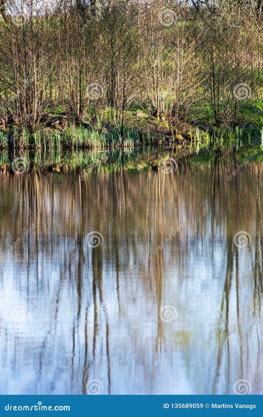 Beautiful Summer Day at the Lake, Tree Reflections in Blue Water Stock ...