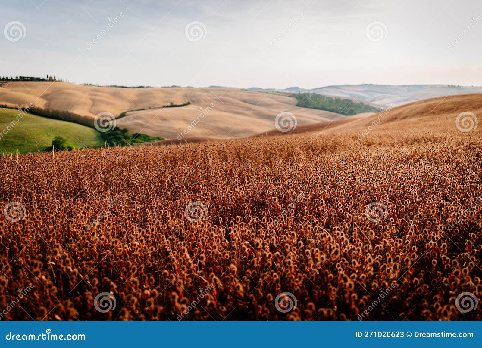 Beautiful Summer Day on Meadows in Tuscany Stock Image - Image of ...