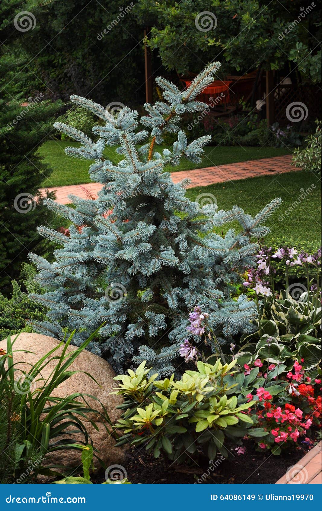 Beautiful Summer Designed Garden Spruce Tree Stock Image - Image of ...
