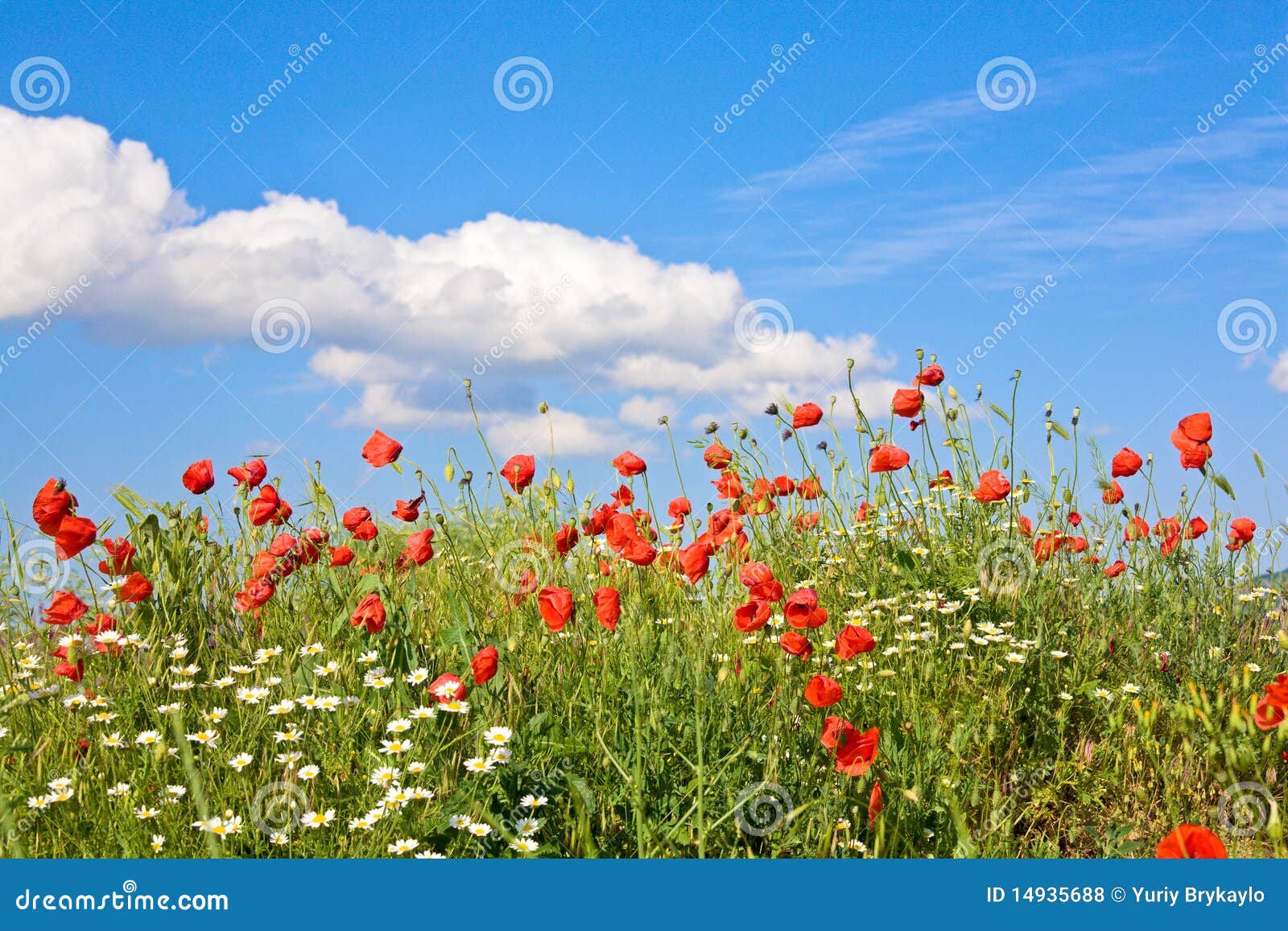 Beautiful summer field. stock photo. Image of blooming - 14935688