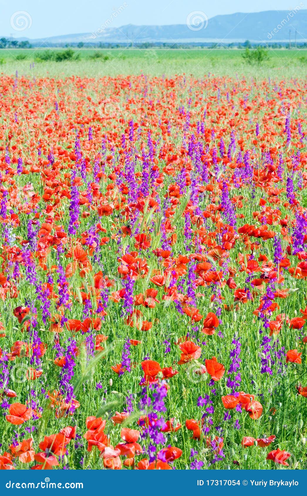 Beautiful summer field. stock photo. Image of mountain - 17317054