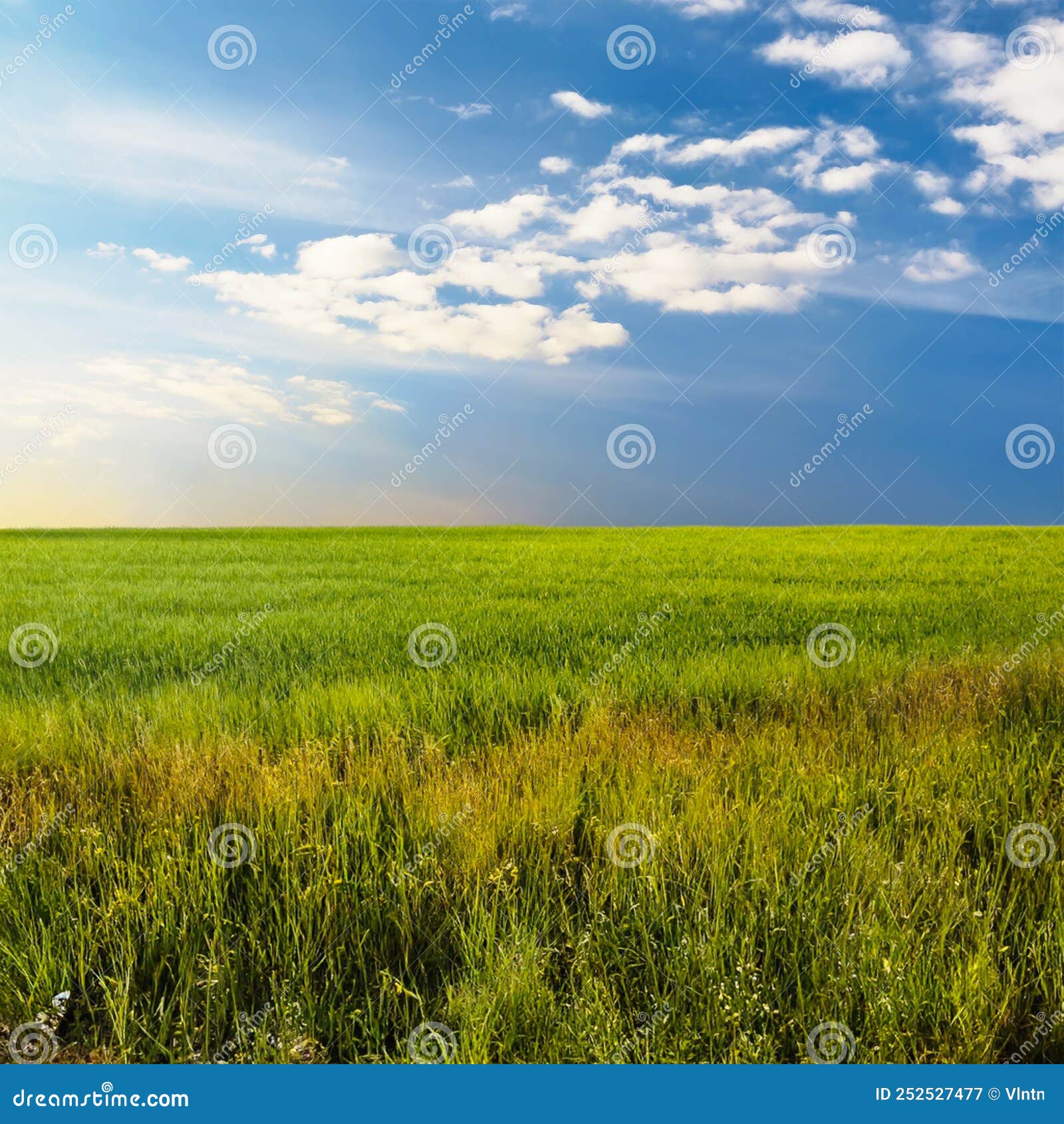 Beautiful summer fields stock image. Image of grass - 252527477