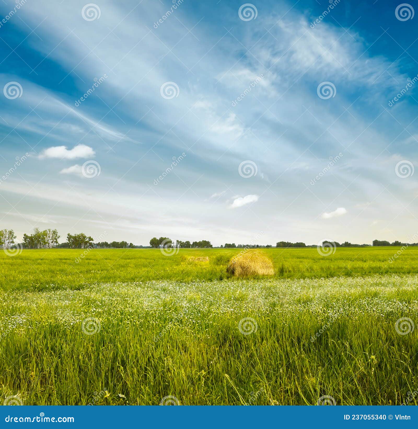 Beautiful summer fields stock photo. Image of rural - 237055340