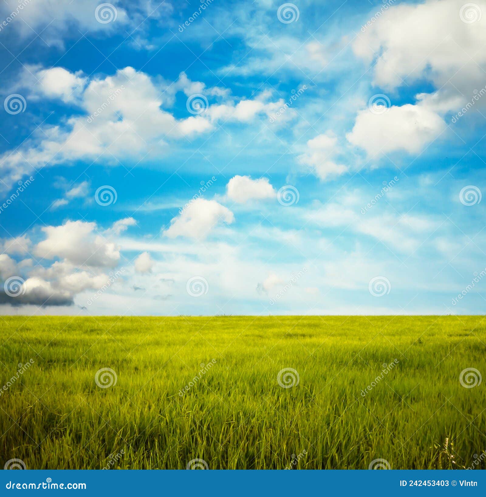 Beautiful summer fields stock image. Image of blue, beautiful - 242453403