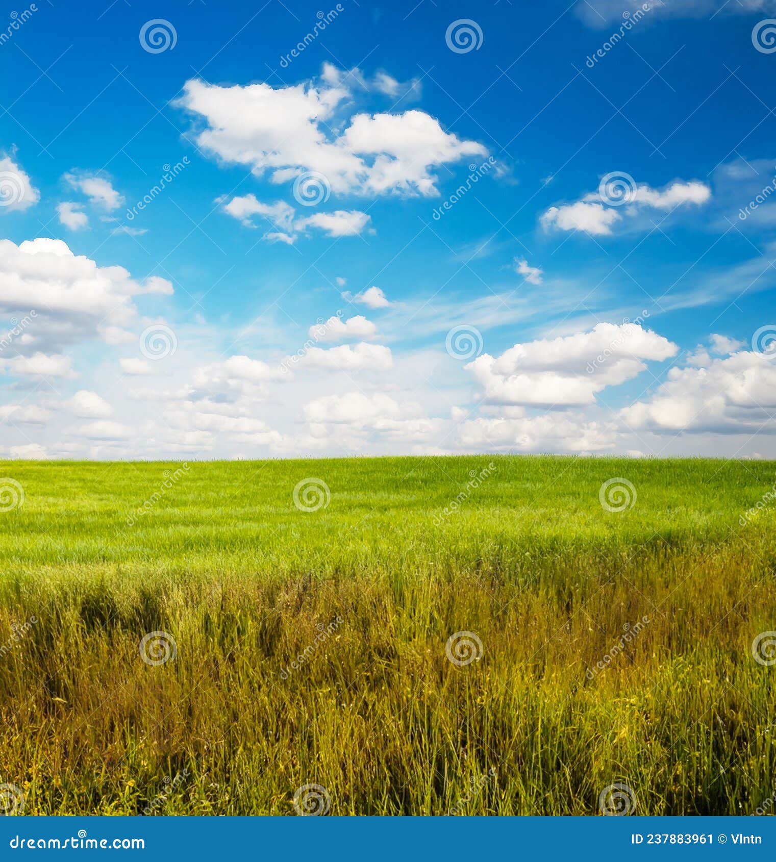 Beautiful summer fields stock image. Image of pasture - 237883961