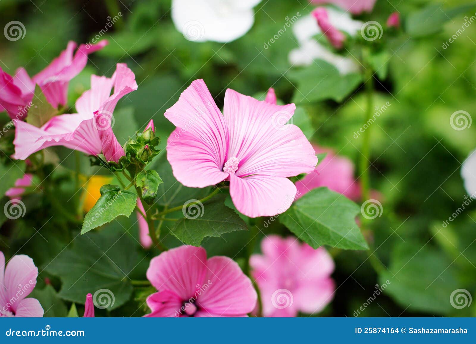 Beautiful Summer Floral Pink Flowers Stock Photo - Image of decorative ...