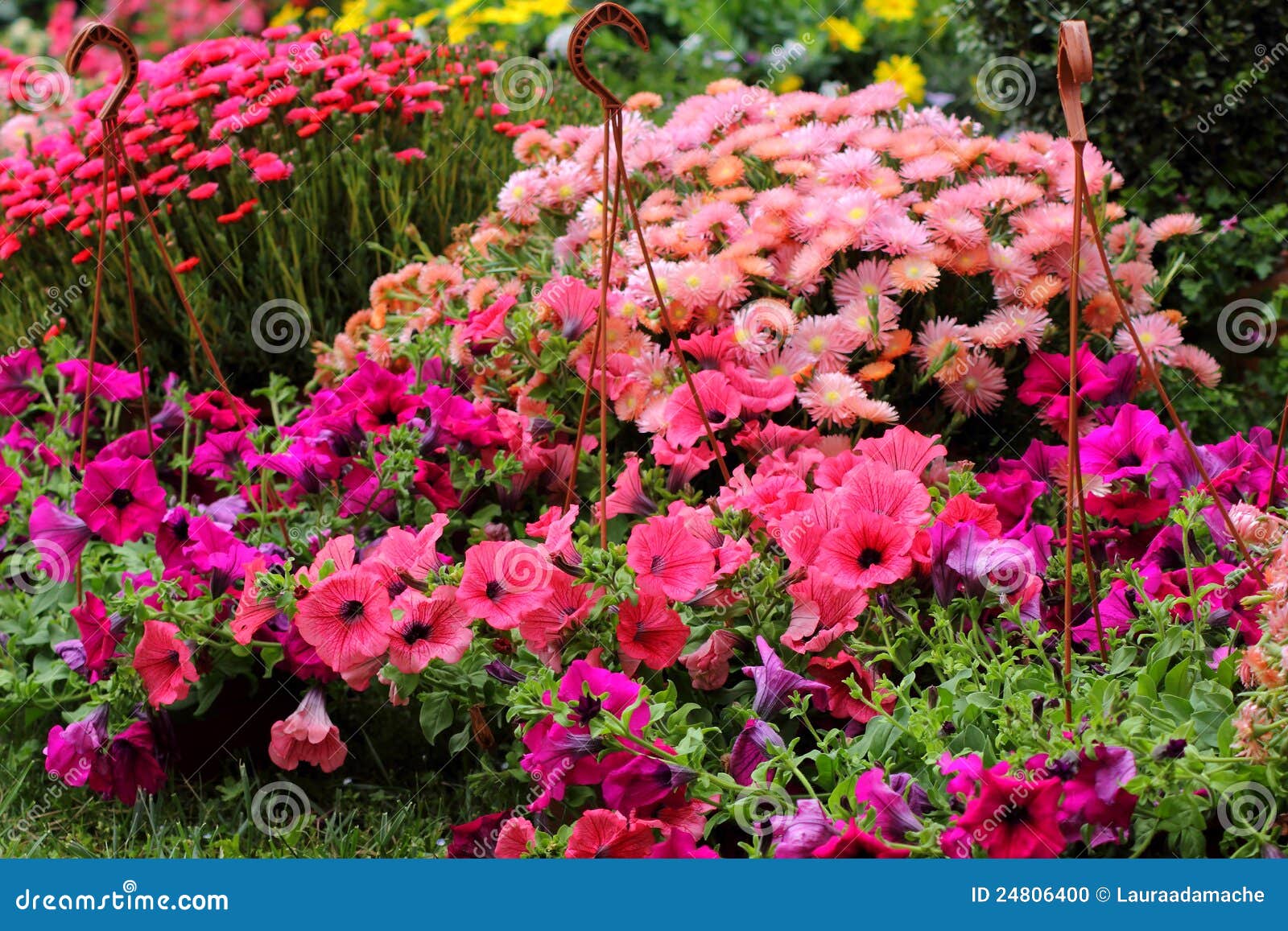 Beautiful summer flowers stock photo. Image of plant - 24806400
