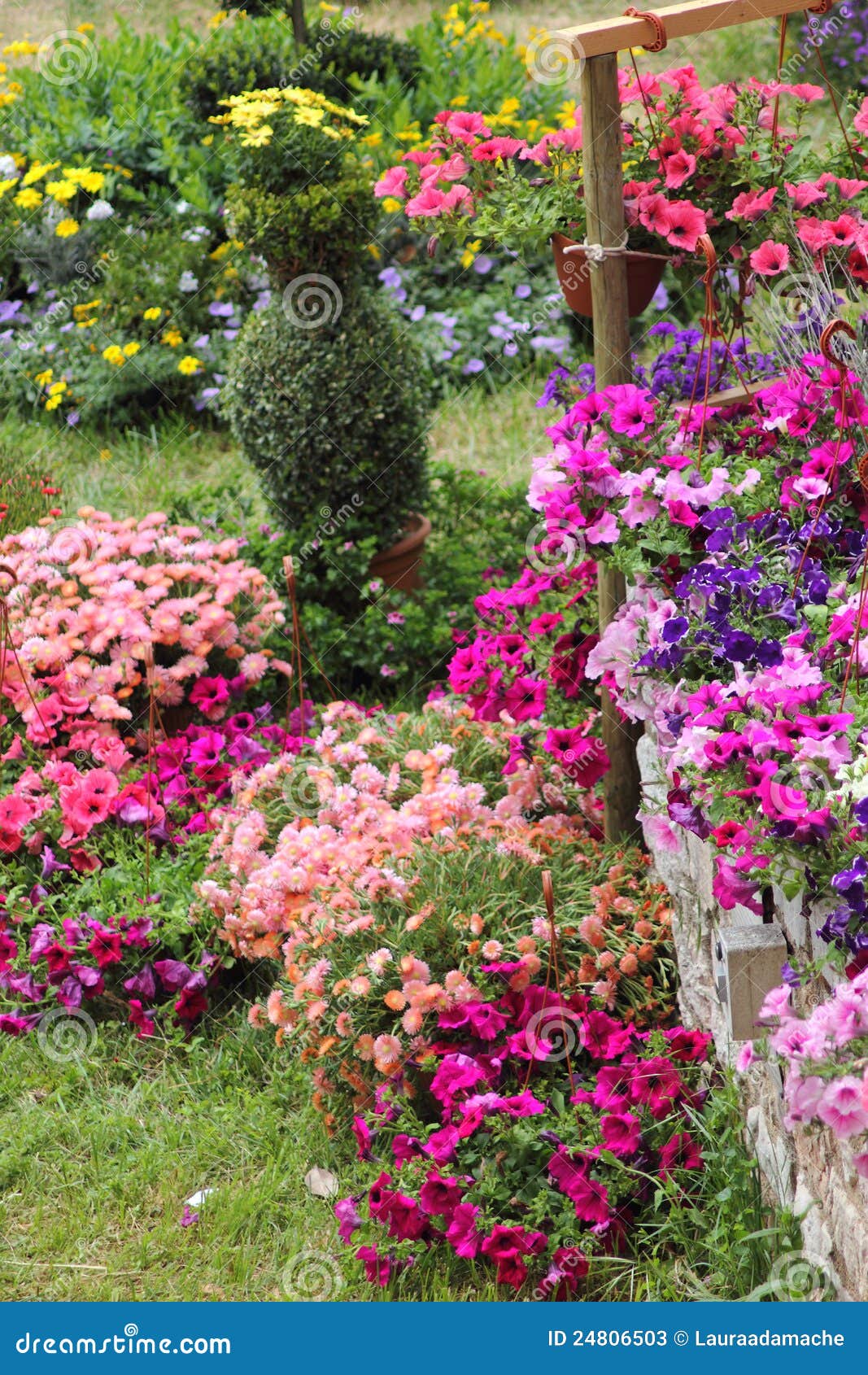 Beautiful summer flowers stock image. Image of romantic - 24806503