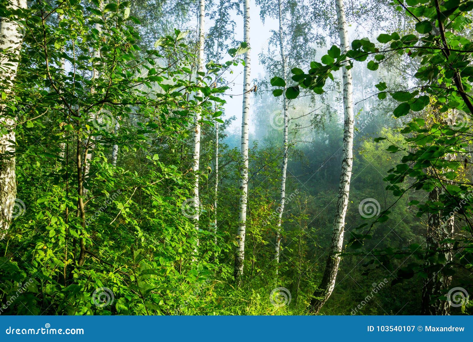 Beautiful summer forest stock image. Image of grow, wood - 103540107
