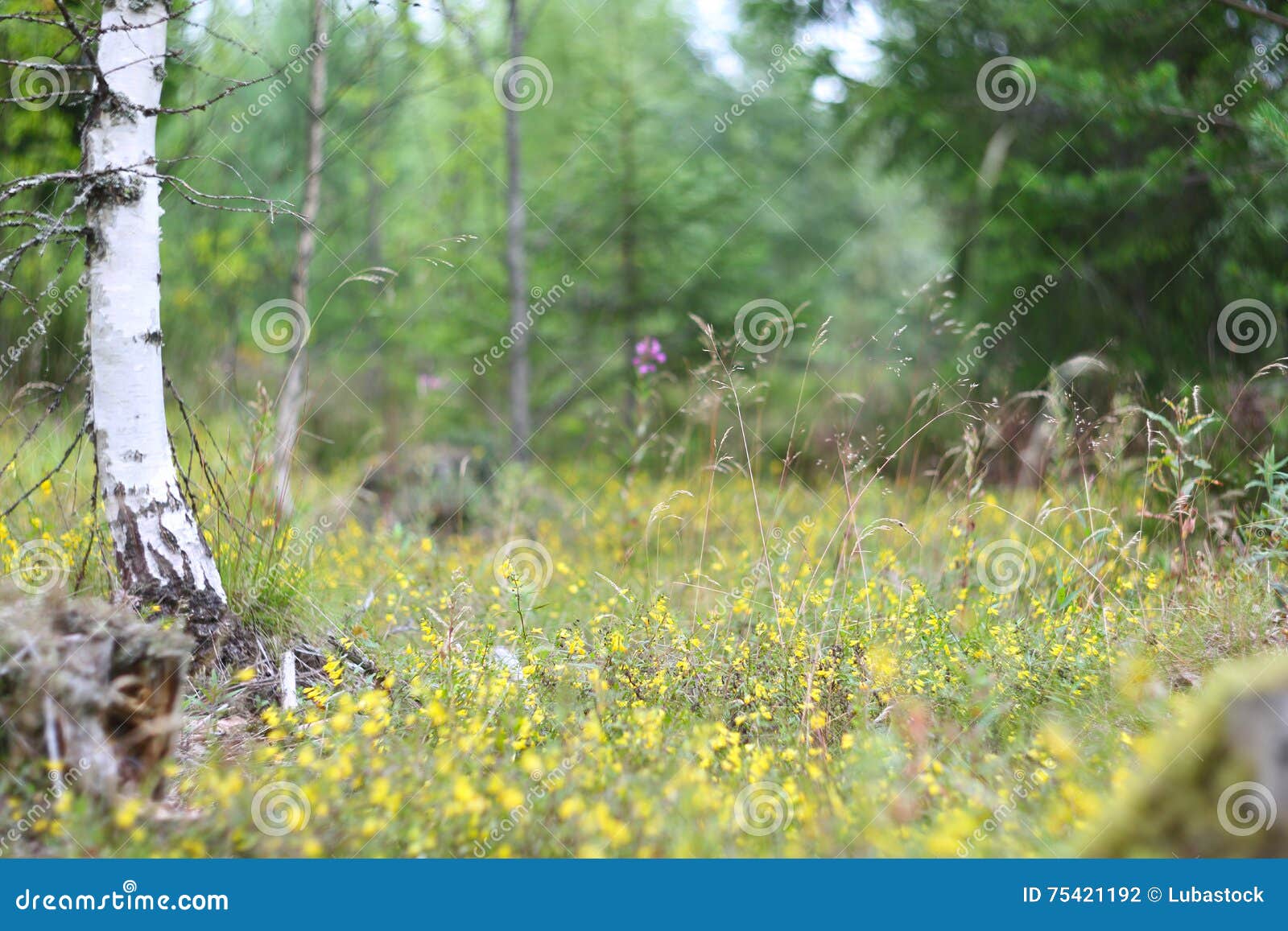 Beautiful summer forest stock photo. Image of wild, forest - 75421192
