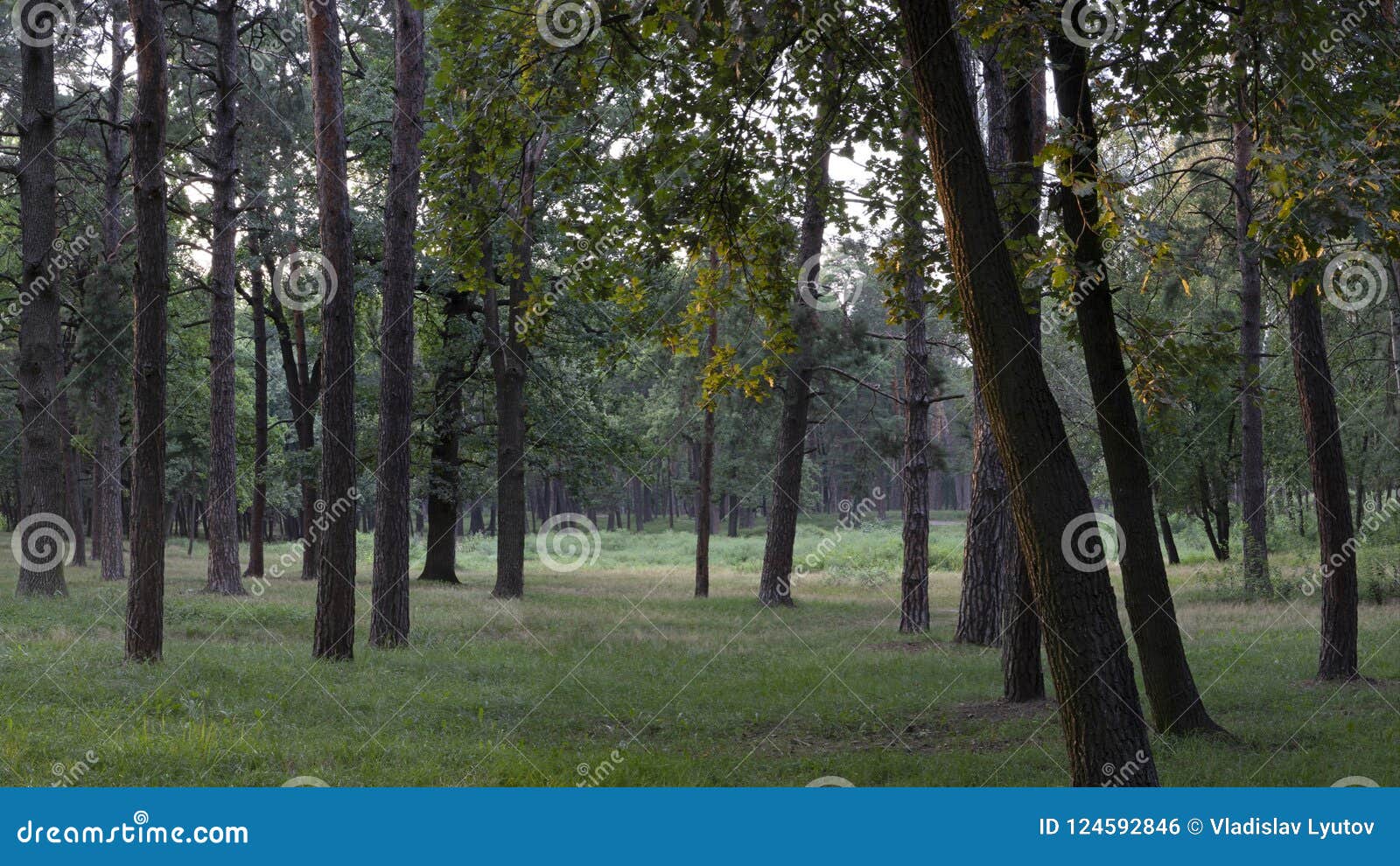 Beautiful Summer Forest with Different Trees. Stock Photo - Image of ...