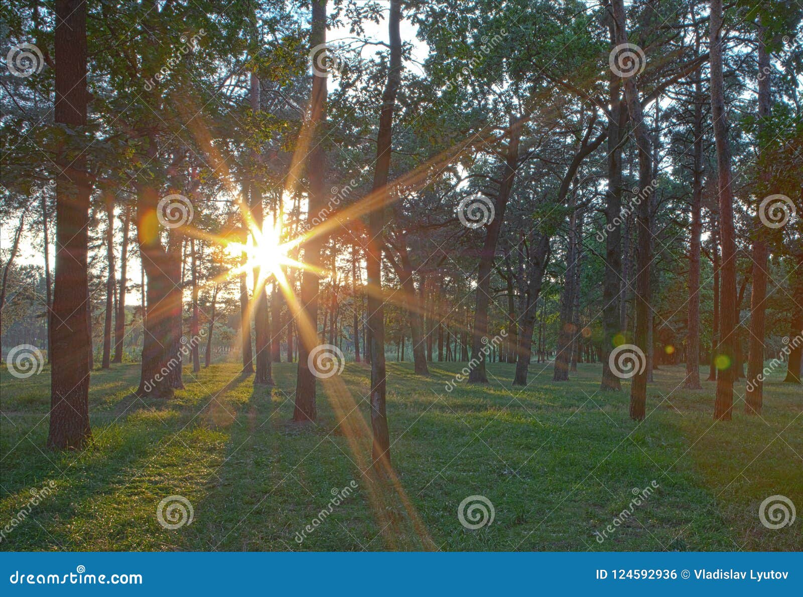 Beautiful Summer Forest with Different Trees. Stock Photo - Image of ...