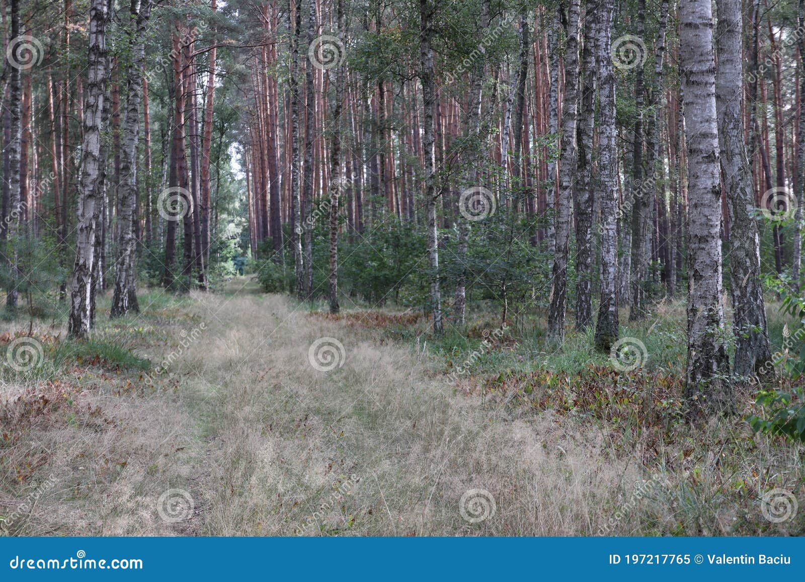 Beautiful Summer Forest with Different Trees Stock Image - Image of ...