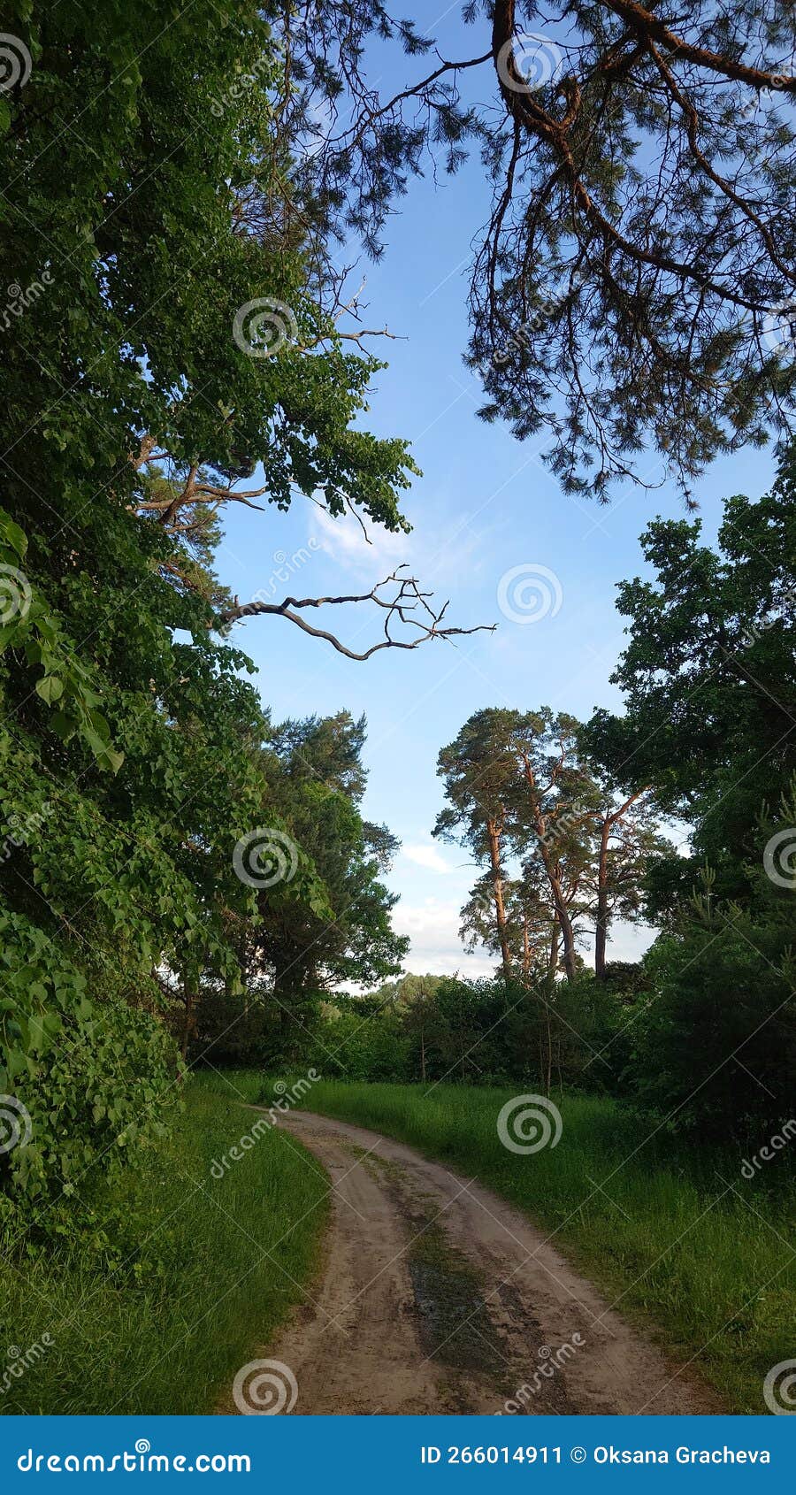 Summer forest path stock image. Image of sunlight, environment - 266014911