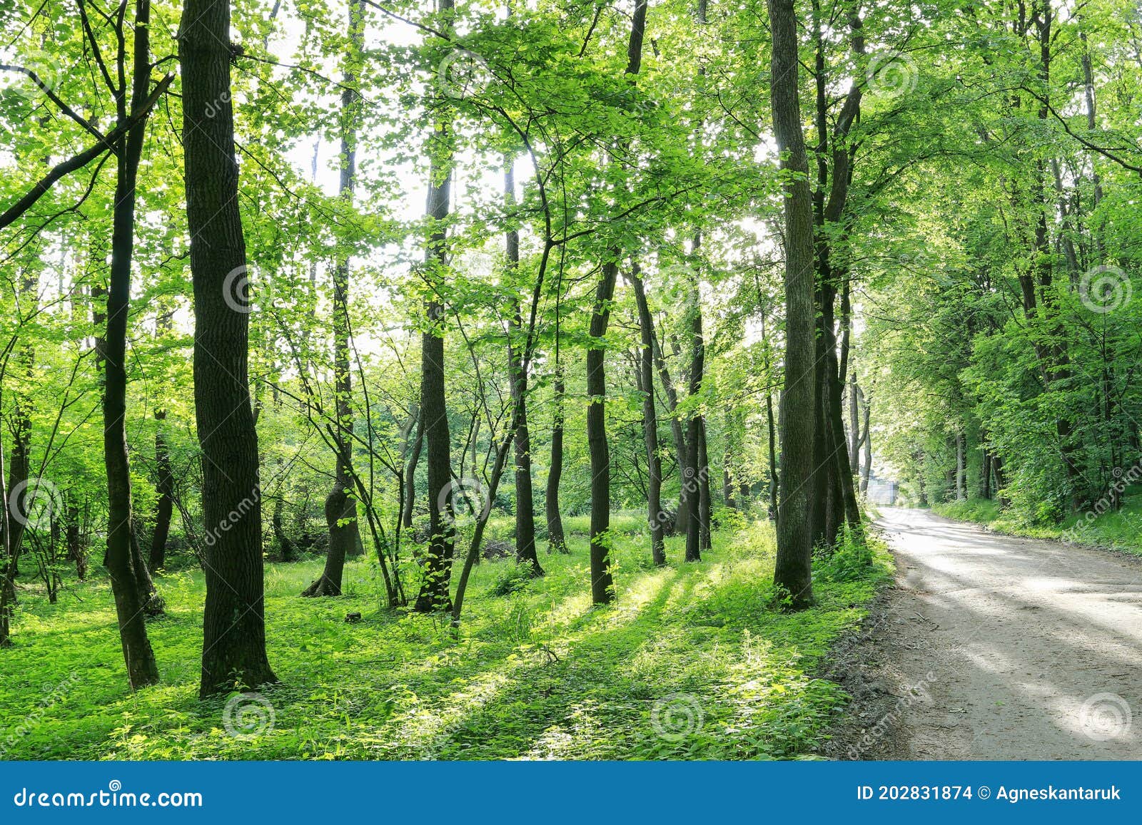 Beautiful Summer Forest Wallpaper Stock Photo - Image of lush, nature ...