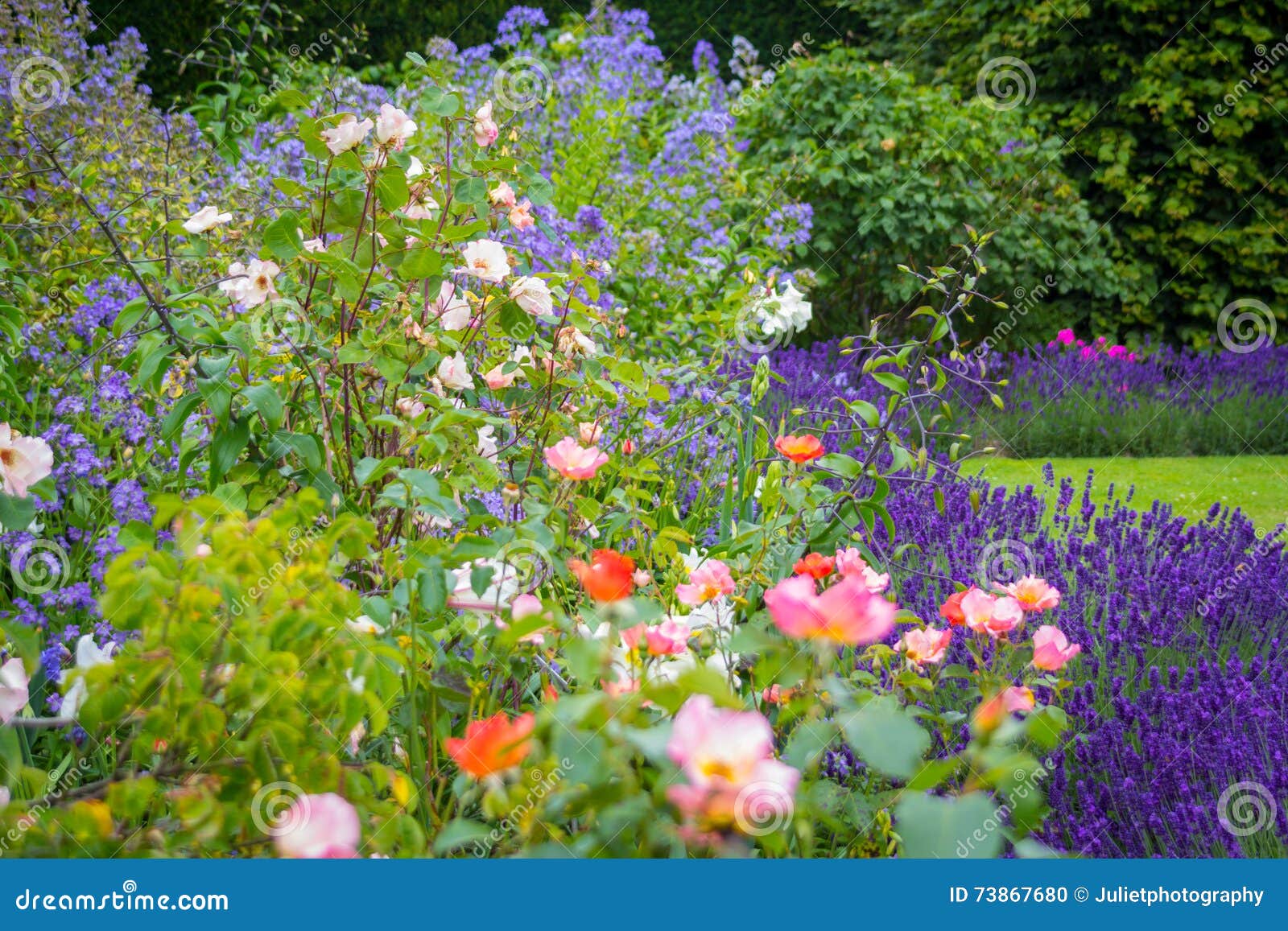 Beautiful, Summer Garden with Lavender and Roses Stock Photo - Image of ...