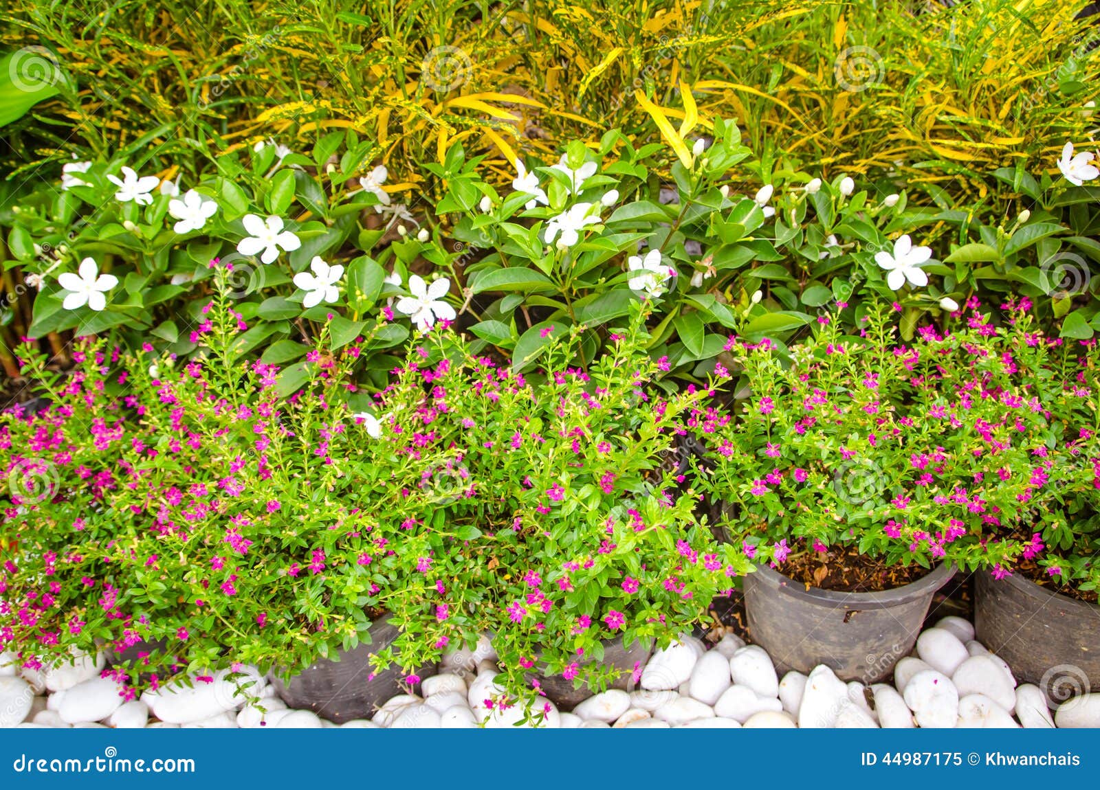 Beautiful Summer Garden with Small Flowers Stock Image - Image of ...