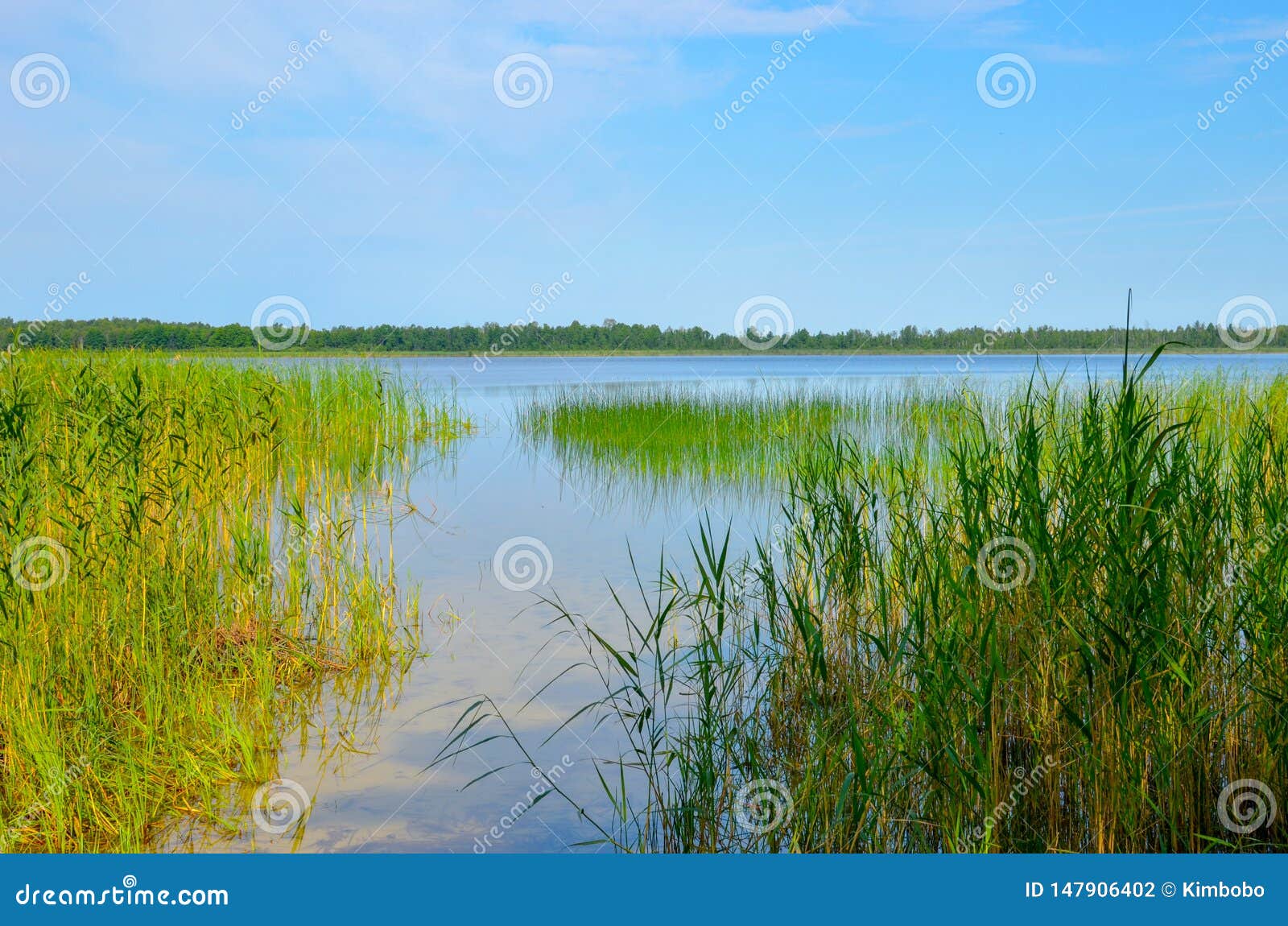 Beautiful Summer Lake or Pond with Reed Stock Photo - Image of ...