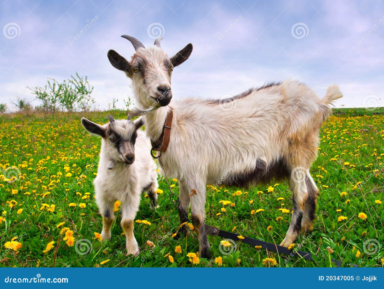 Landscape With Goat Royalty-Free Stock Image | CartoonDealer.com #100749448