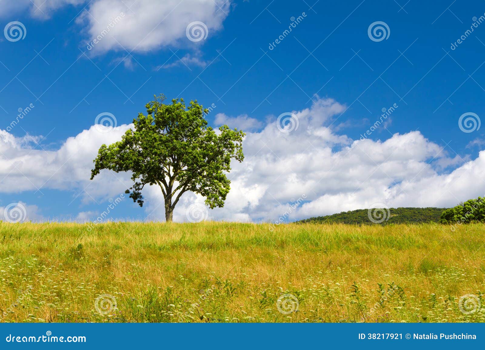 Beautiful Summer Landscape with a Lonely Tree Stock Image - Image of ...