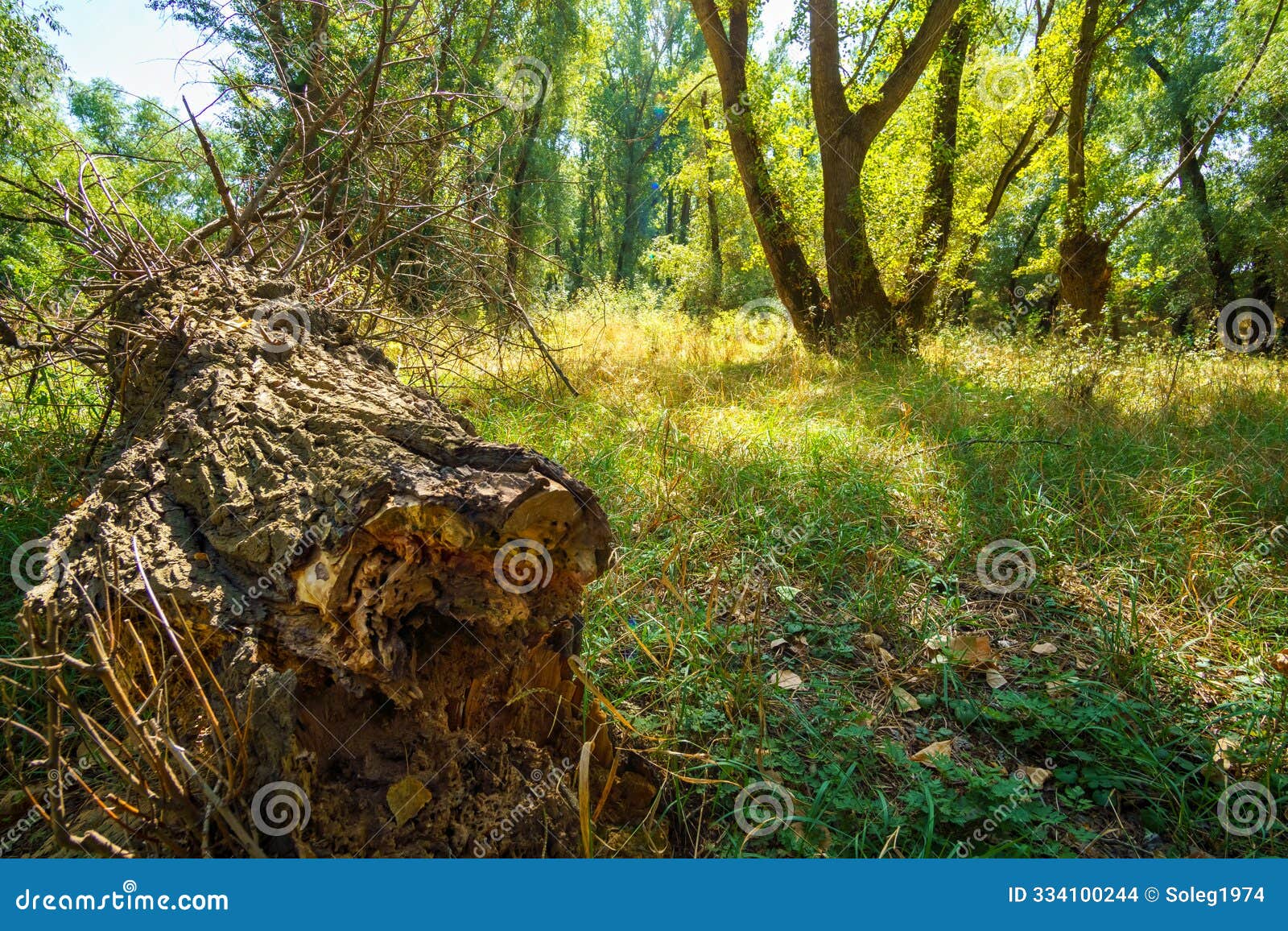 Beautiful Summer Landscape, Old Fallen Trees in a Glade of Green Grass ...
