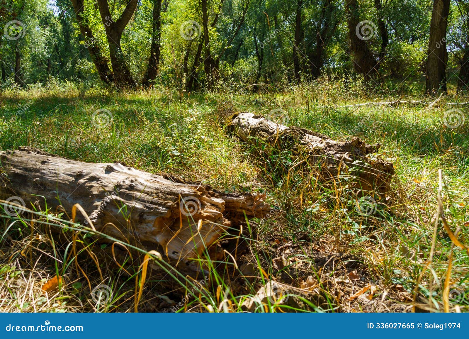 Beautiful Summer Landscape, Old Fallen Trees in a Glade of Green Grass ...