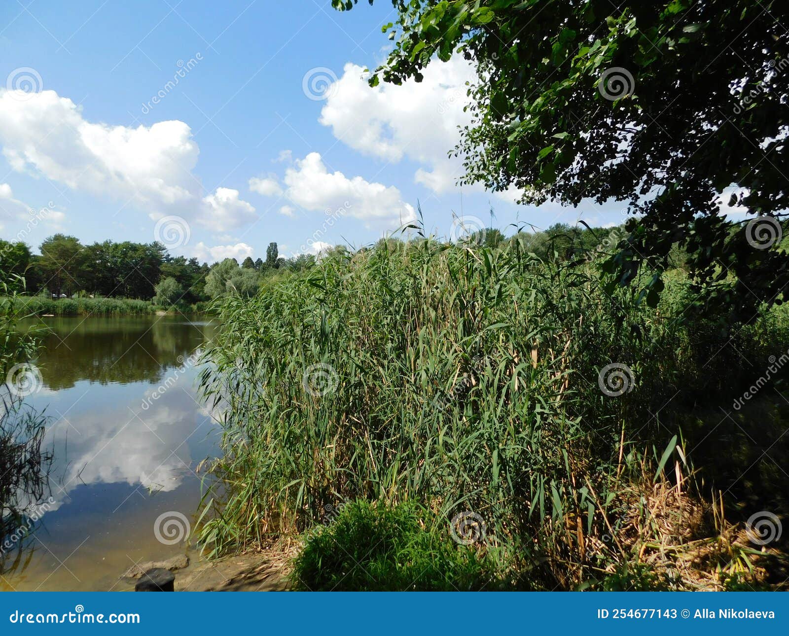 Beautiful Summer Landscape Tall Grass Growing on the Lake Stock Image ...