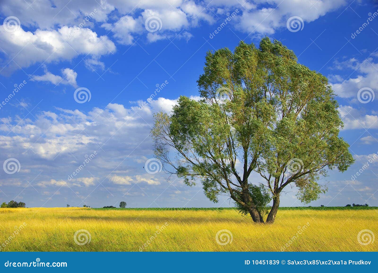 Beautiful Summer Landscape with Tree Stock Image - Image of dreams ...