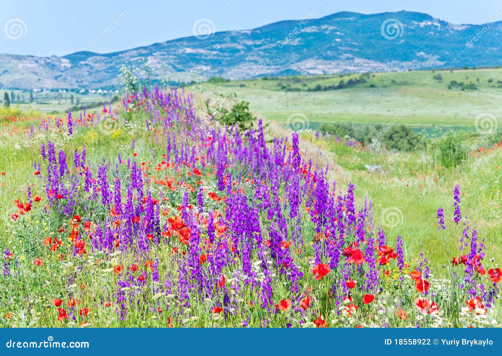 Beautiful Summer Mountain Landscape with Flowers . Stock Photo - Image ...