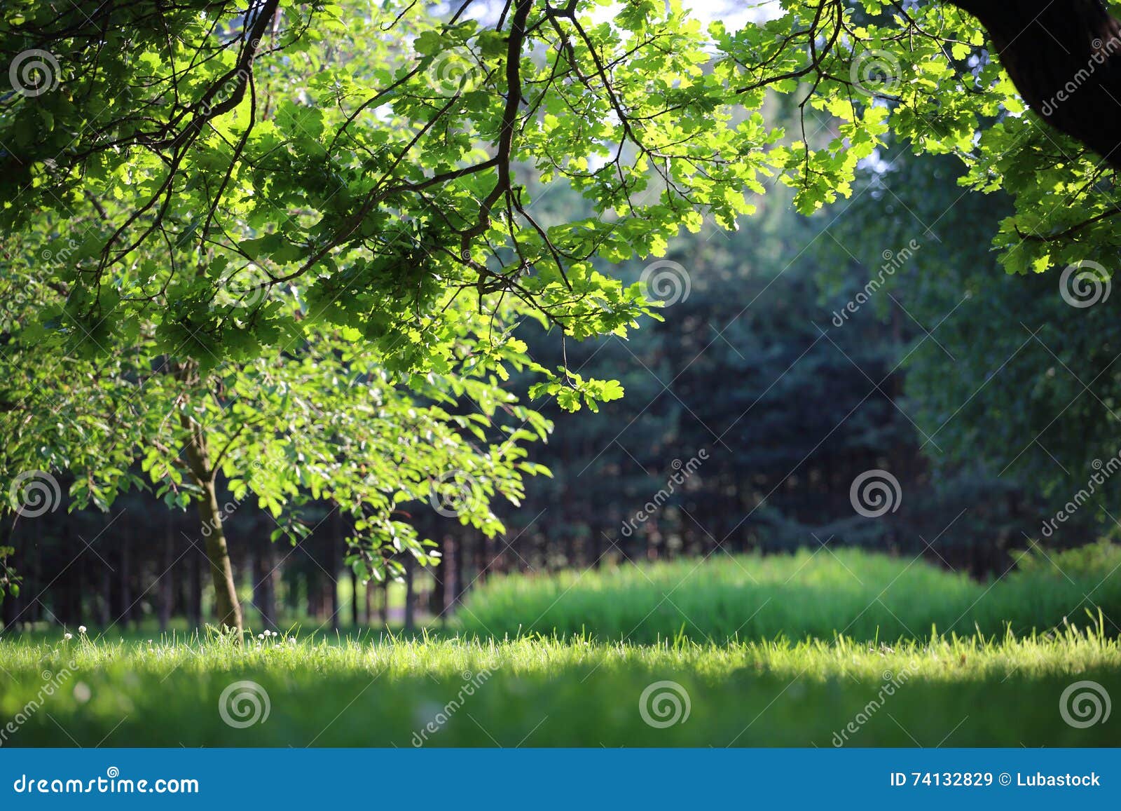 Beautiful summer park stock image. Image of environment - 74132829