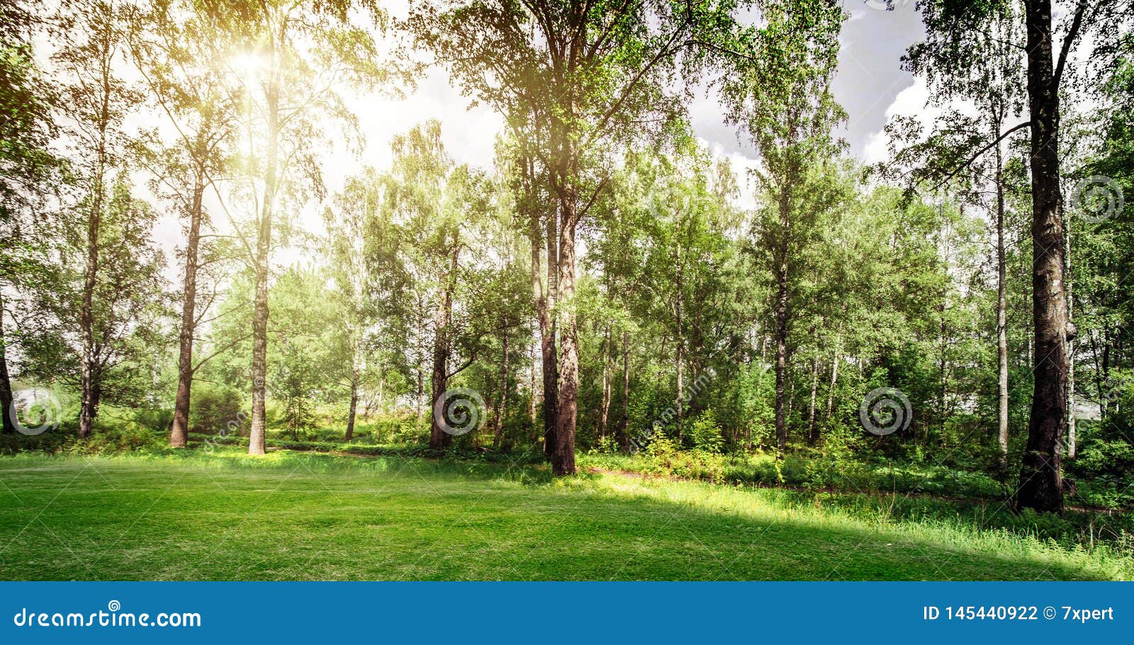 Beautiful summer in park stock photo. Image of wild - 145440922
